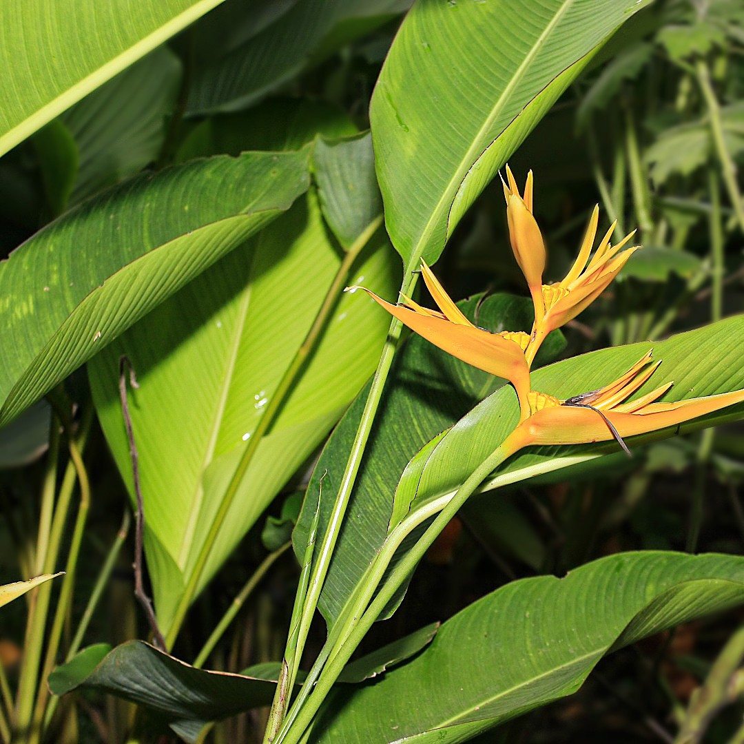 Heliconia metallica (Heliconia metallica) - PictureThis