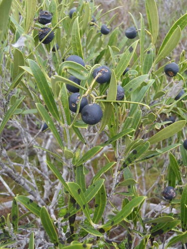 Olea exasperata - PictureThis