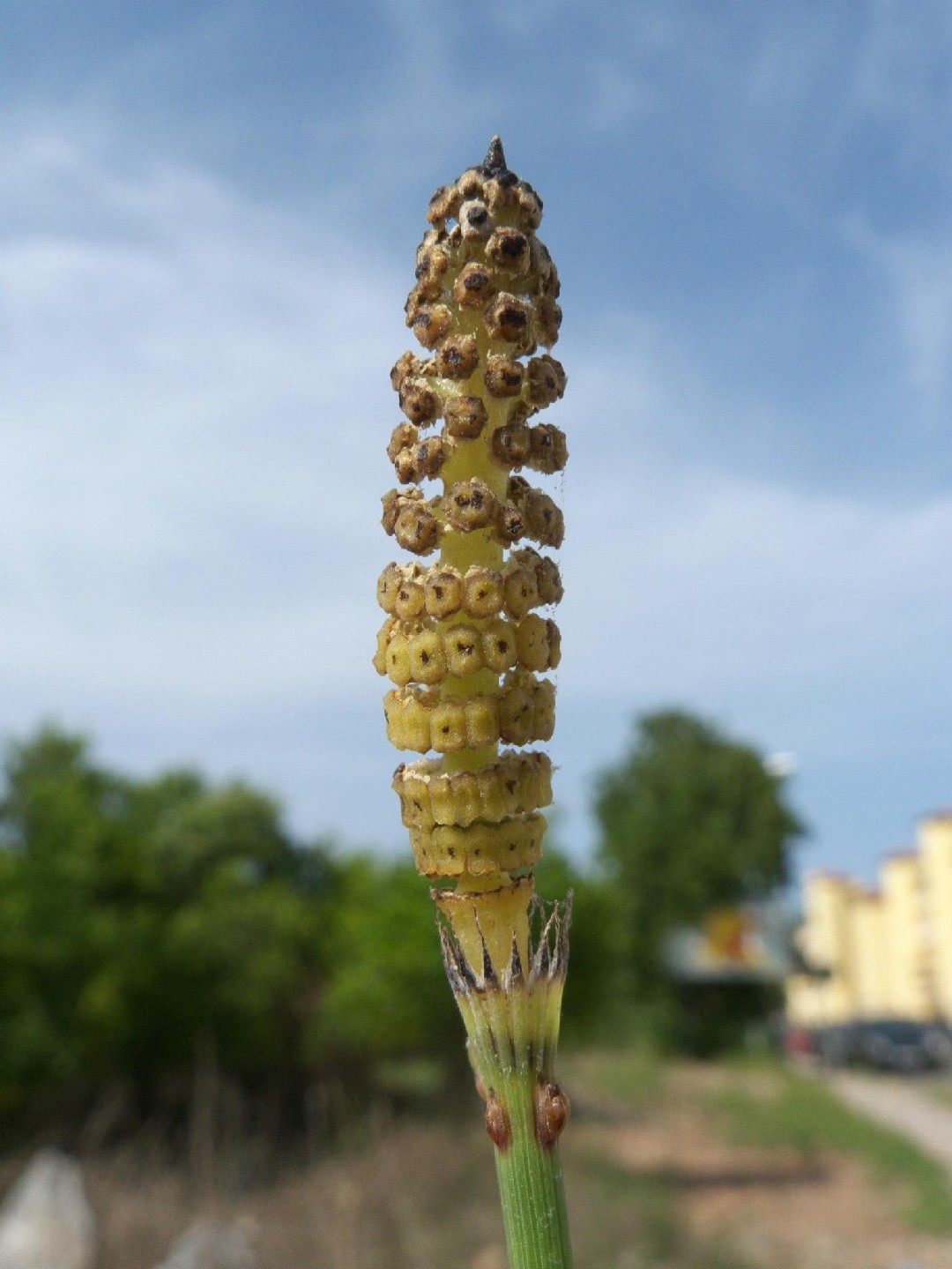 Equisetum ramosissimum - PictureThis