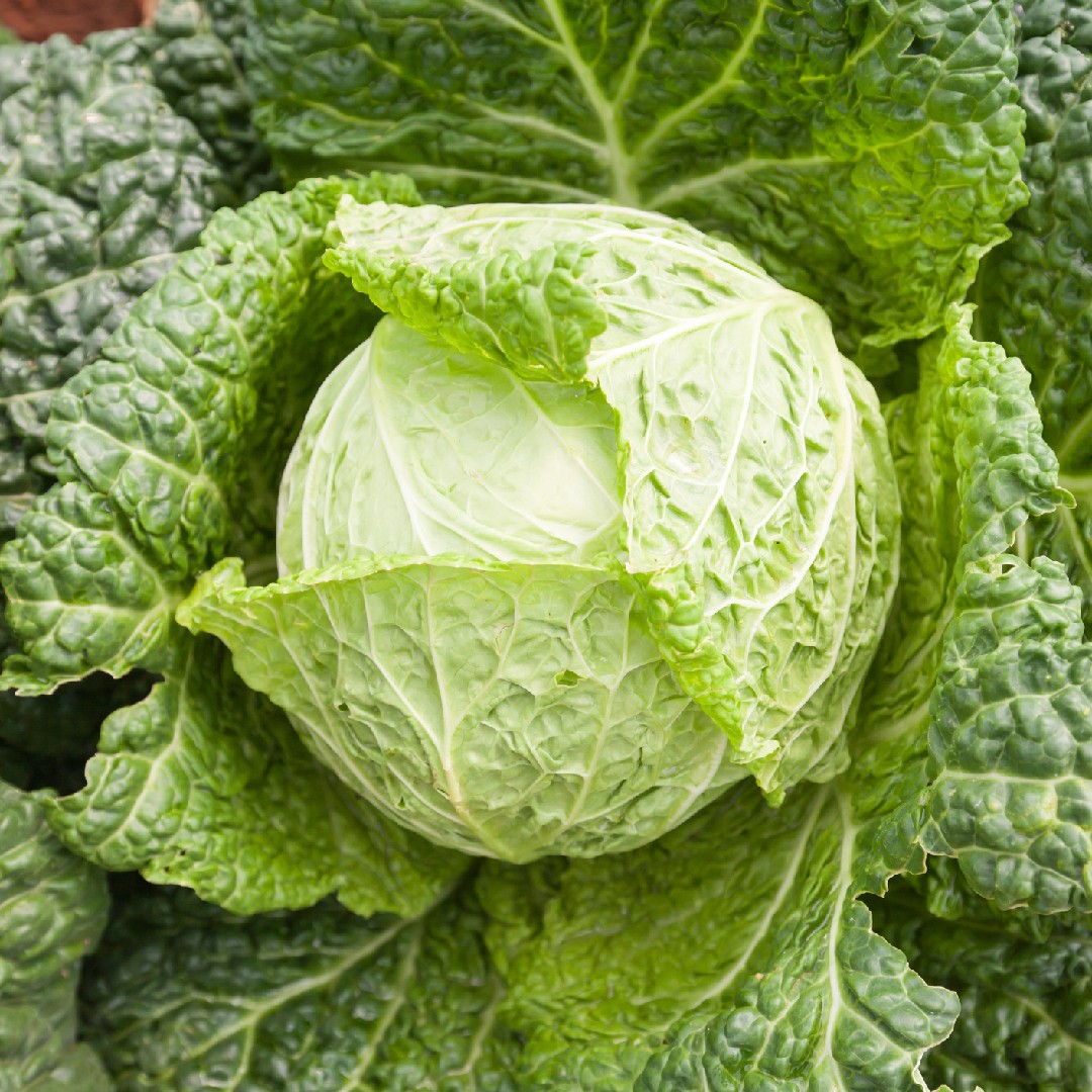 ¿Con qué frecuencia se debe regar el repollo - PictureThis