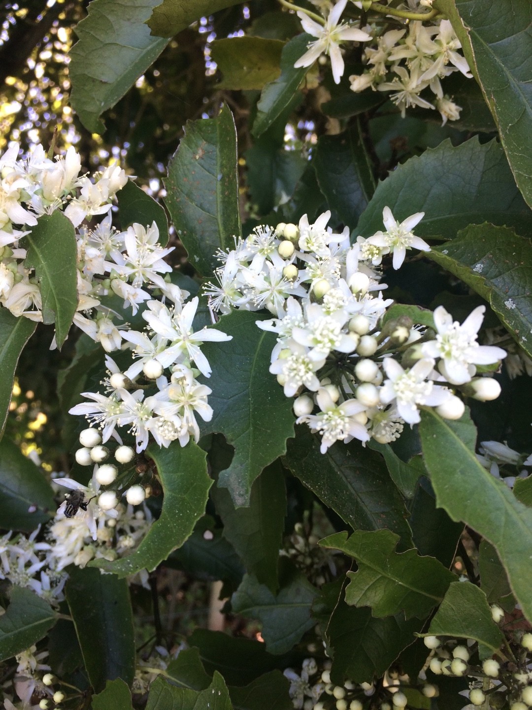 Hoheria populnea (Hoheria populnea) - PictureThis