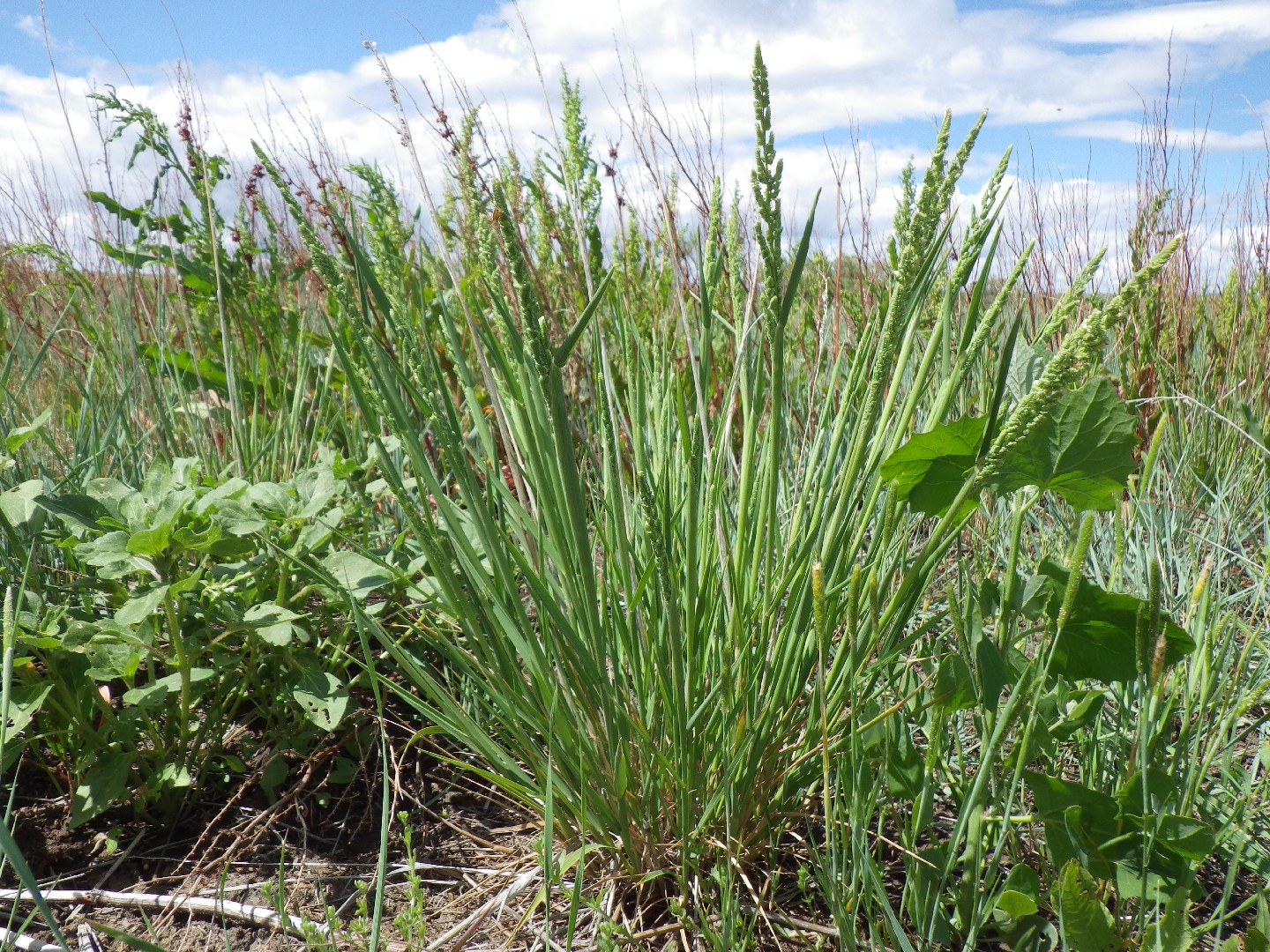 Beckmannia - PictureThis