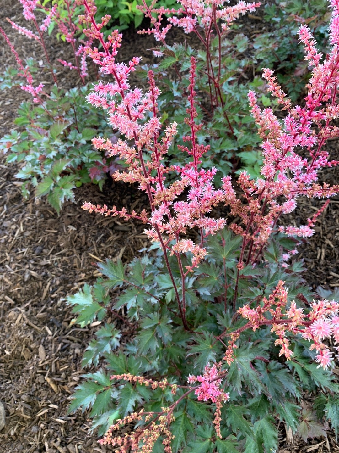 Astilbe chinensis 'Delft Lace' Flower, Leaf, Uses - PictureThis