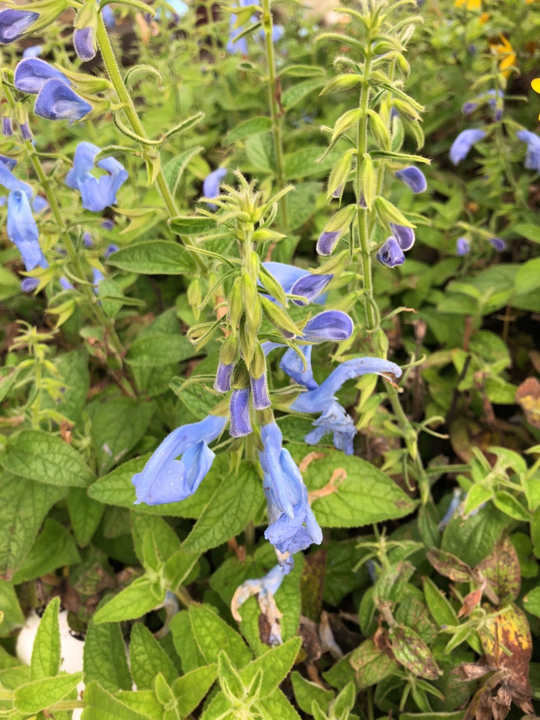 Salvia patens 'Cambridge Blue' (Salvia patens 'Cambridge Blue ...