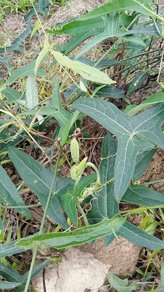 Solena amplexicaulis - PictureThis