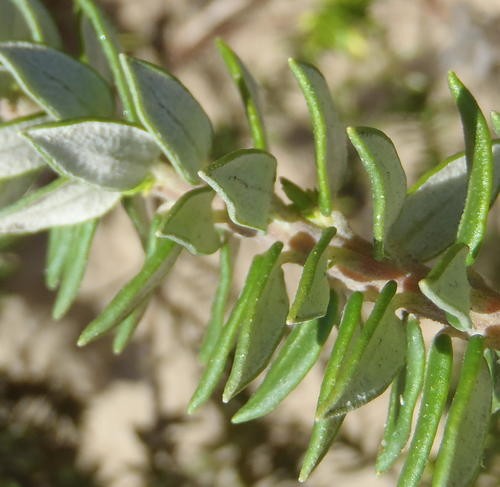 Phylica litoralis - PictureThis