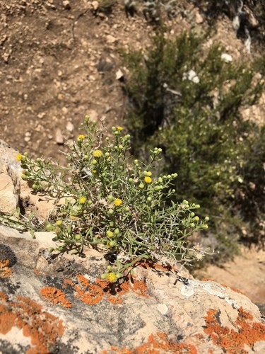 Perityle - PictureThis