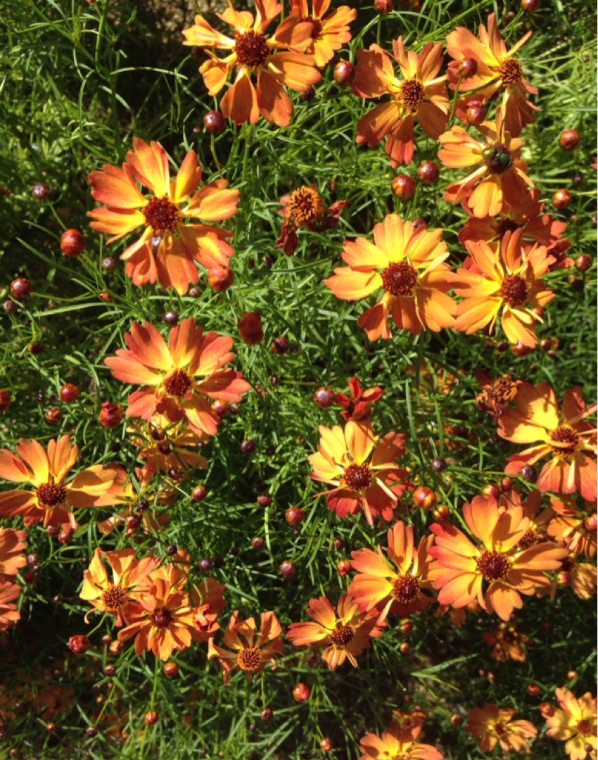 Coreopsis asteraceae 'Mango Punch' - PictureThis