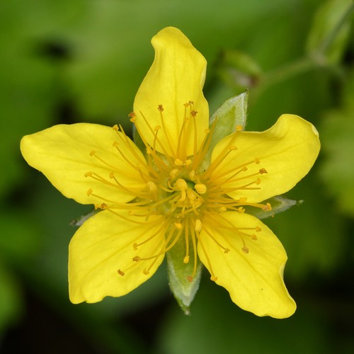 Barren strawberry (Geum fragarioides) Flower, Leaf, Care, Uses ...