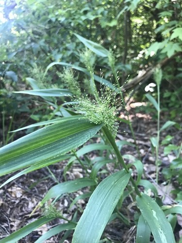 Panicum polyanthes (Panicum polyanthes) - PictureThis