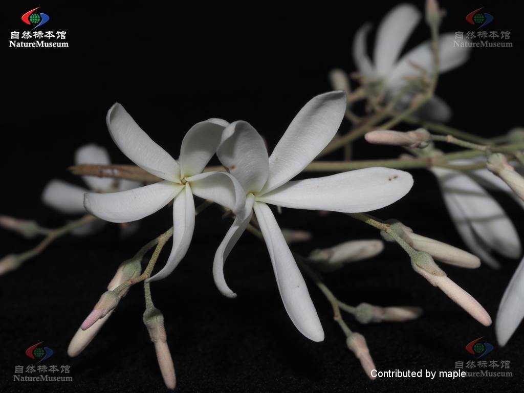 PictureThis - Vatica mangachapoi