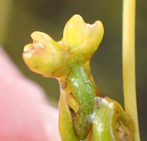 Cassytha ciliolata - PictureThis