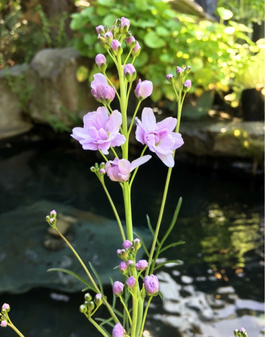 Cardamine - PictureThis