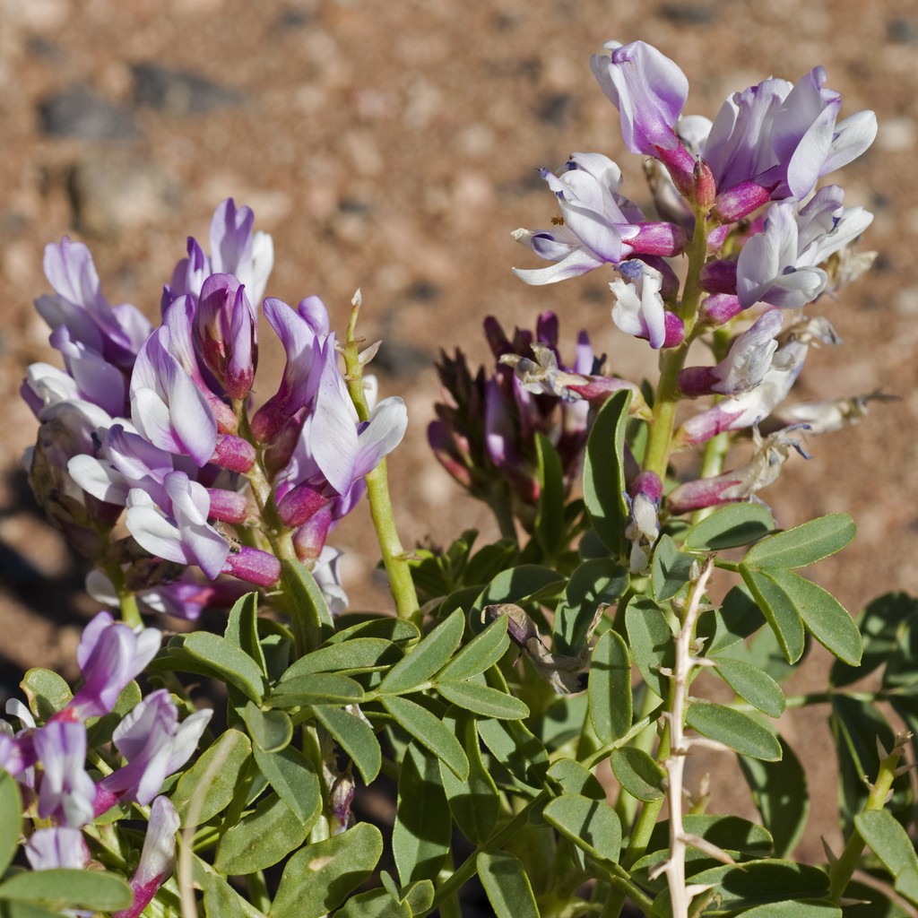 Astragalus laxmannii - PictureThis