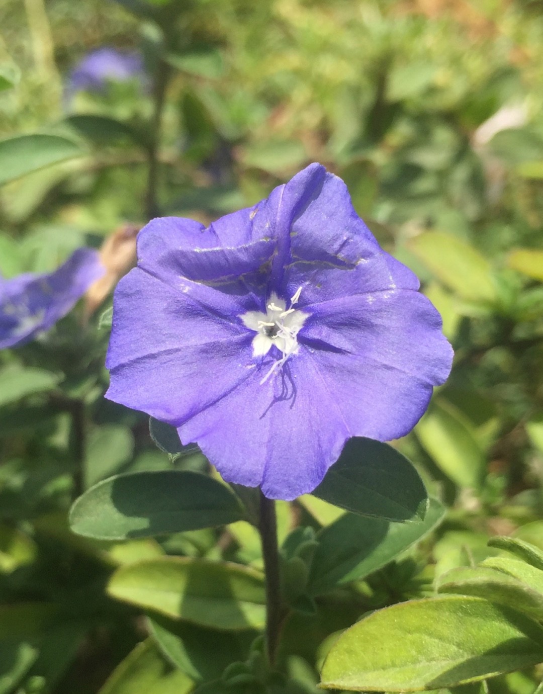 Evolvulus nuttallianus 照顧，繁殖，開花時間 - PictureThis