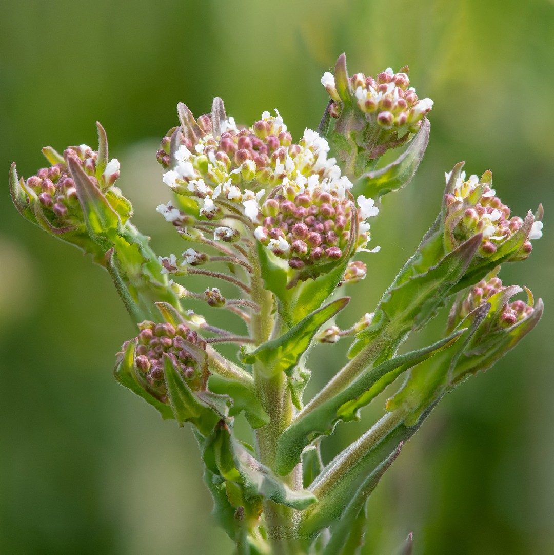 Feld-Kresse (Lepidium campestre) - PictureThis
