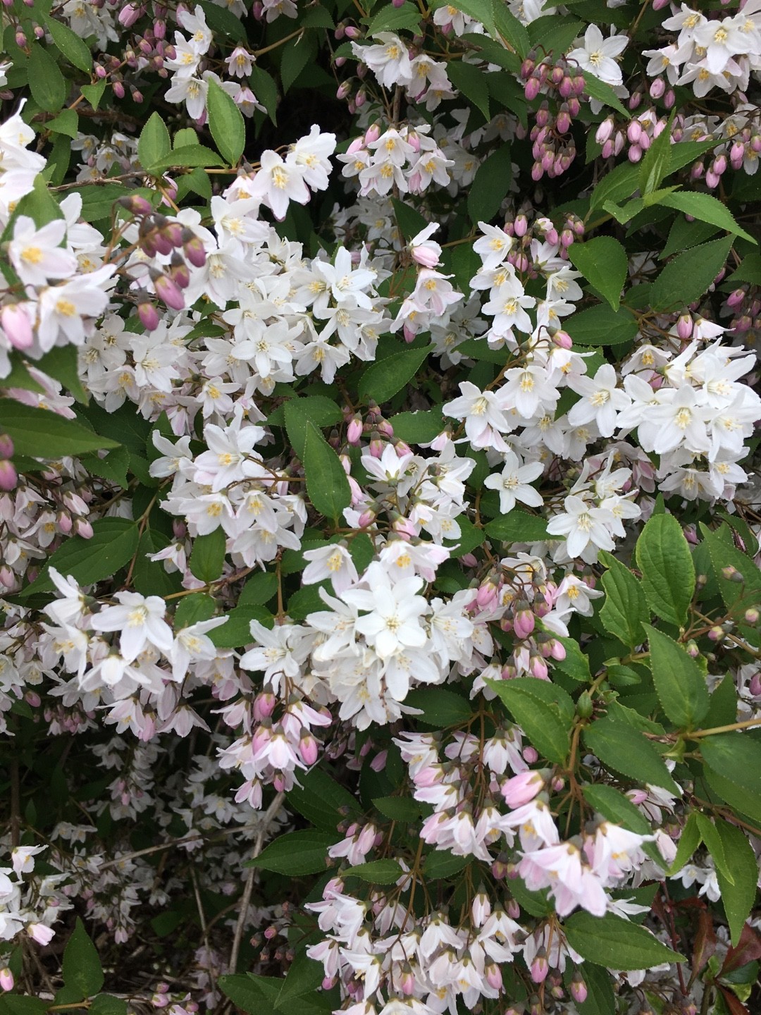 Deutzie gracile (Deutzia gracilis) - PictureThis