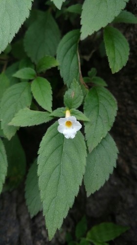 Magic flower (Achimenes) Flower, Leaf, Uses - PictureThis