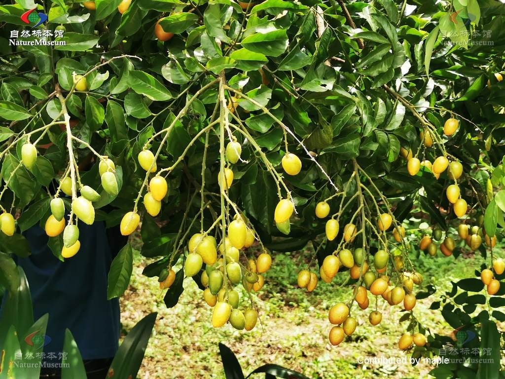 Wampi (Clausena lansium) - PictureThis