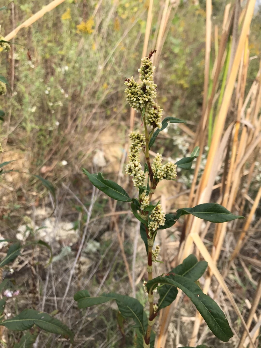 Rumex salicifolius - PictureThis