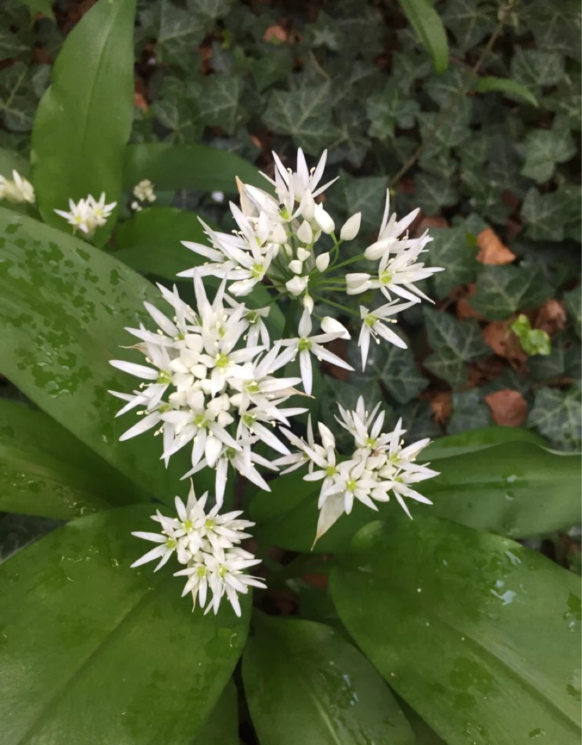 Is Wild Garlic Poisonous To Dogs