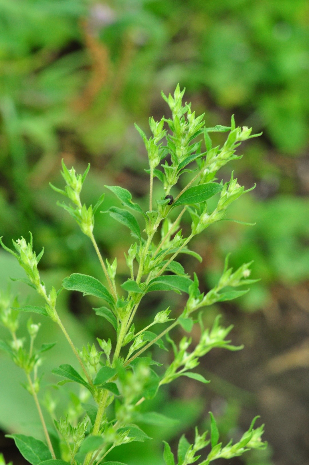 Axyris amaranthoides (Axyris amaranthoides) - PictureThis
