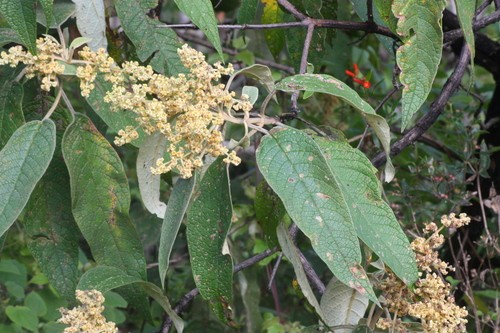 Buddleja cordata - PictureThis