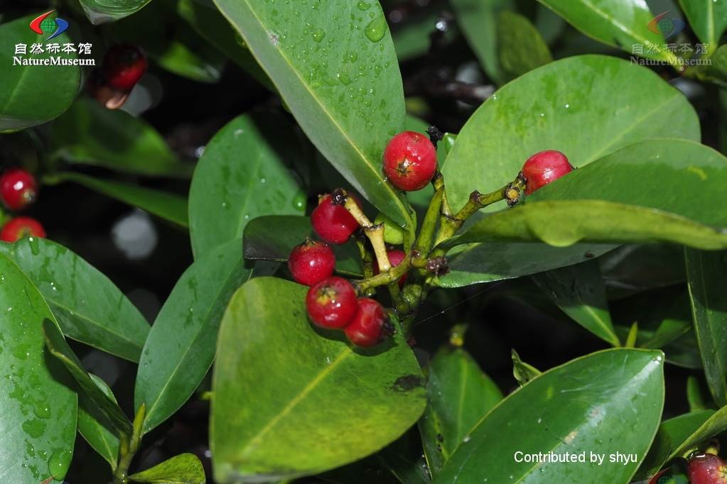 Carallia brachiata - PictureThis