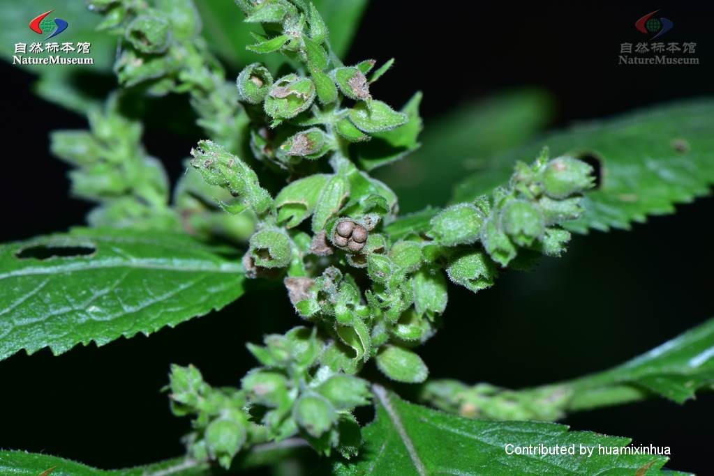 PictureThis - Teucrium viscidum
