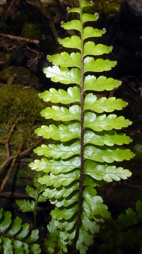 Asplenium tenerum Flower, Leaf, Care, Uses - PictureThis