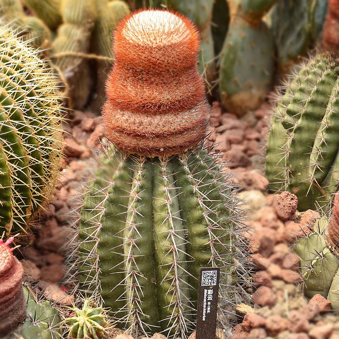 Melocactus intortus - PictureThis