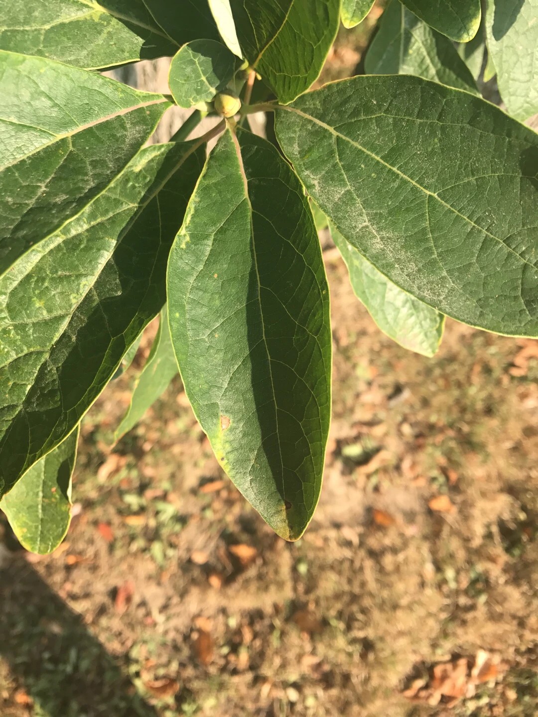 Комбретум (Combretum) - PictureThis