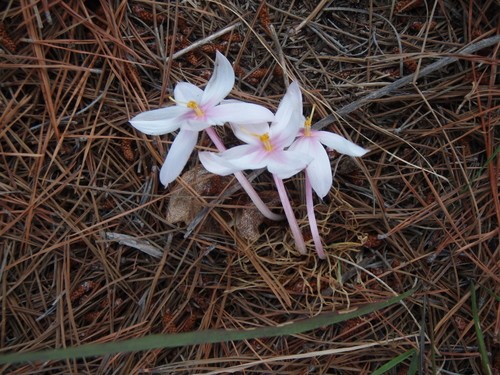 Gethyllis villosa - PictureThis