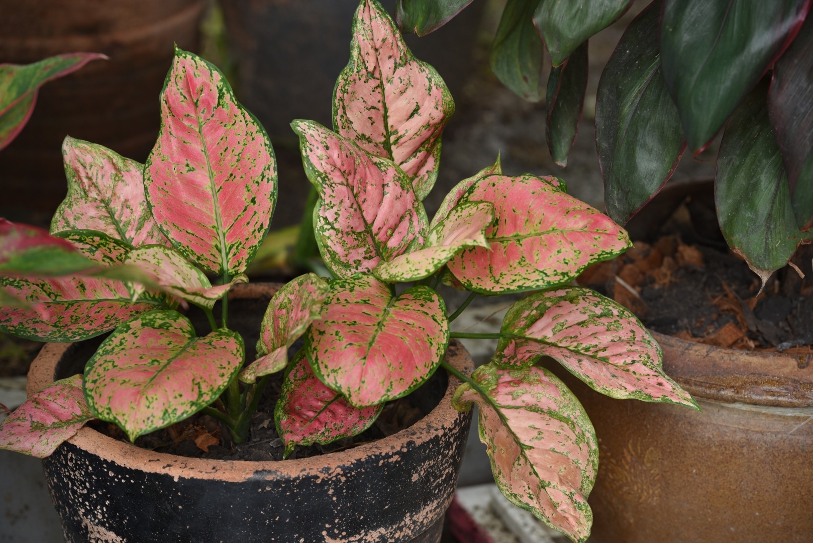 Chinese evergreens (Aglaonema) - PictureThis