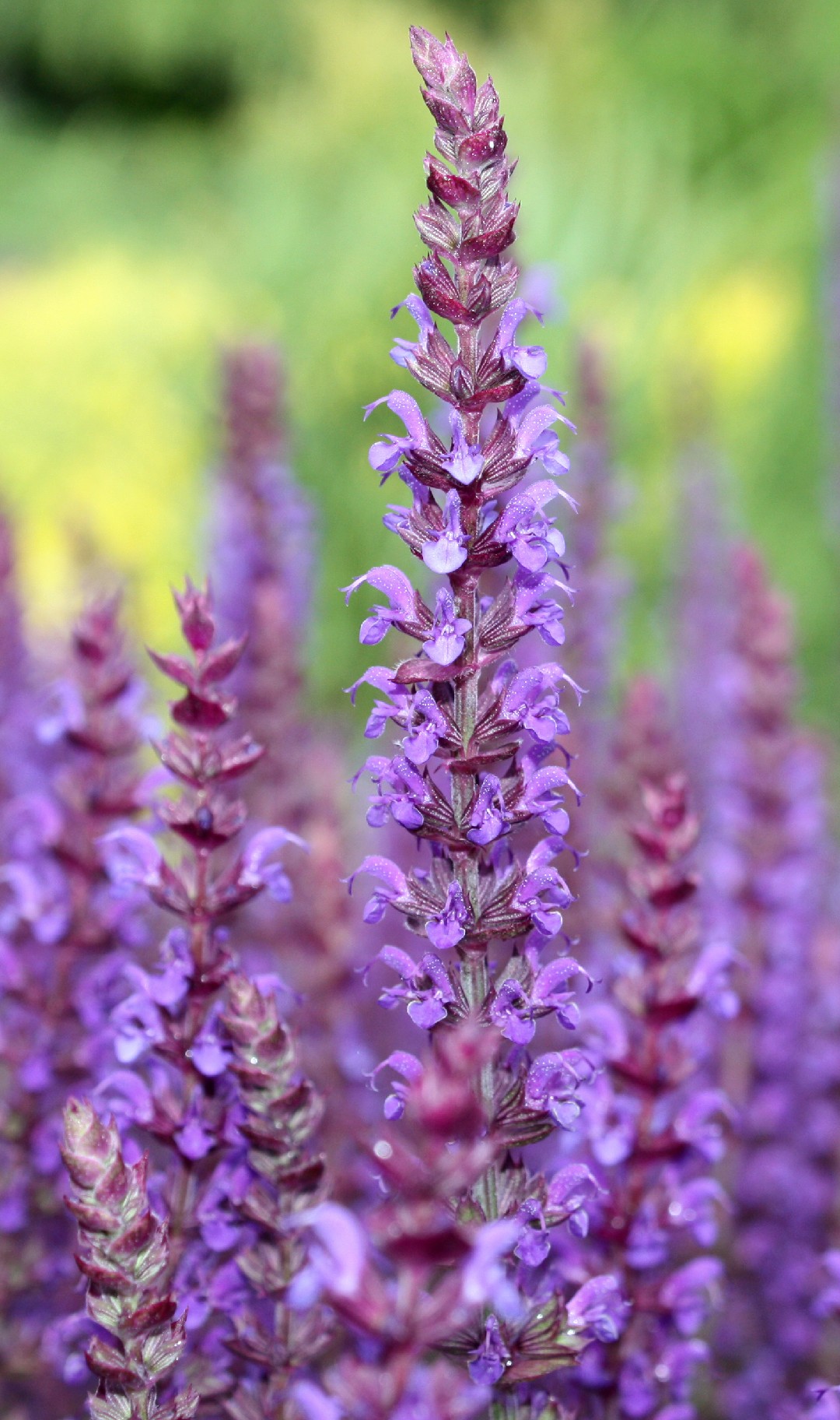 Salvia (Salvia) - PictureThis