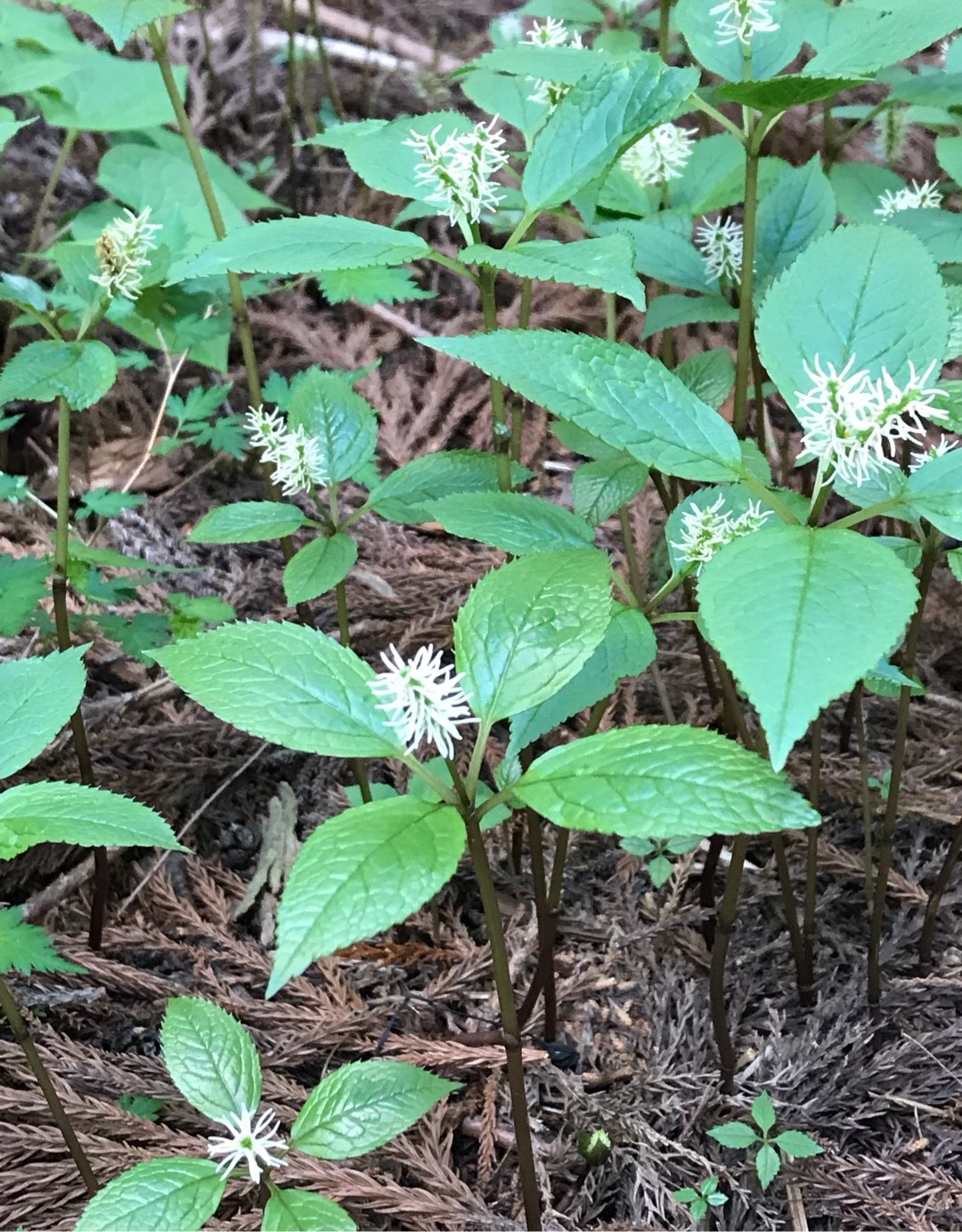 옥녀꽃대 (Chloranthus fortunei) - PictureThis