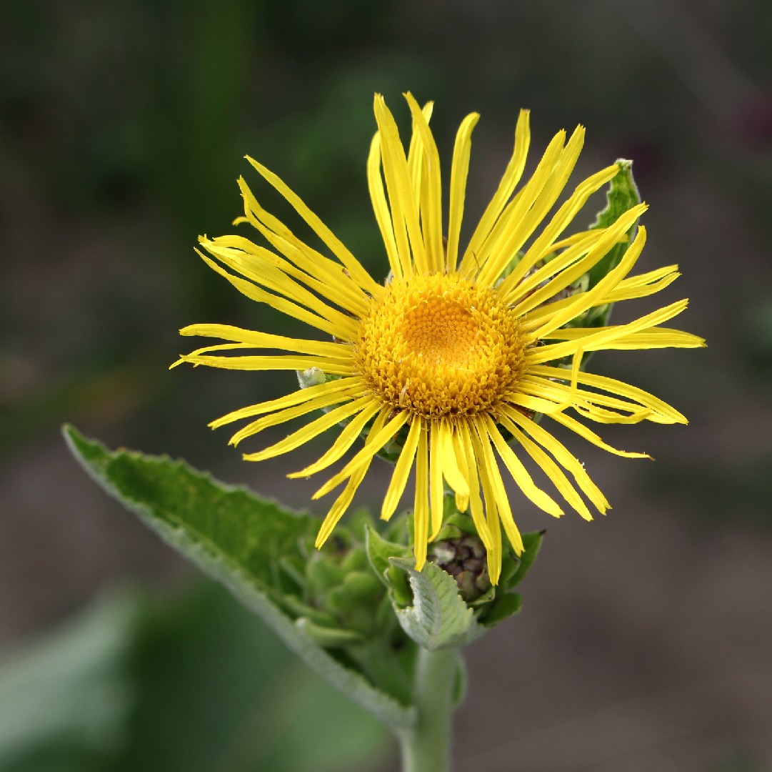 オオグルマ (Inula helenium) 花言葉，学名，よくある質問 - PictureThis