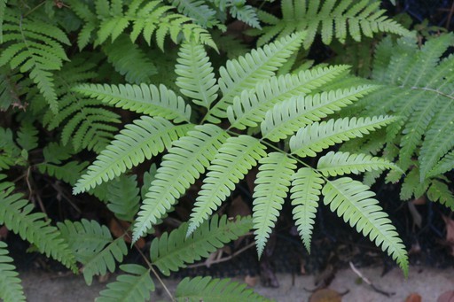 Pteris linearis - PictureThis