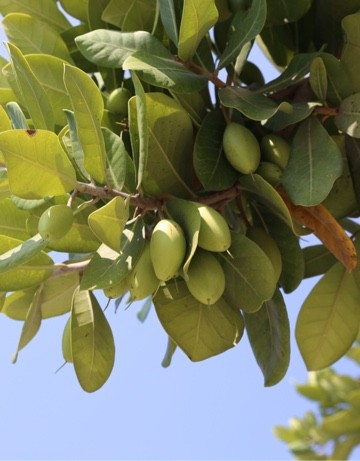 Palaquium formosanum - PictureThis