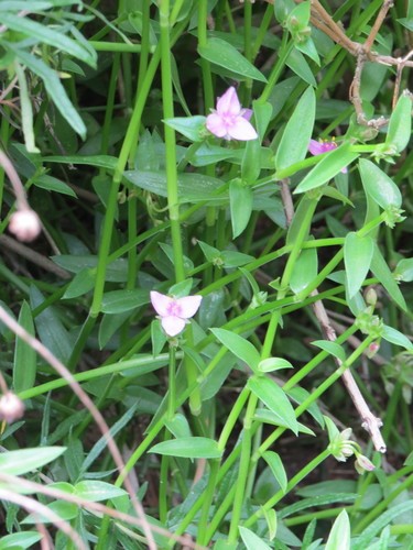 Callisia micrantha Flower, Leaf, Uses - PictureThis
