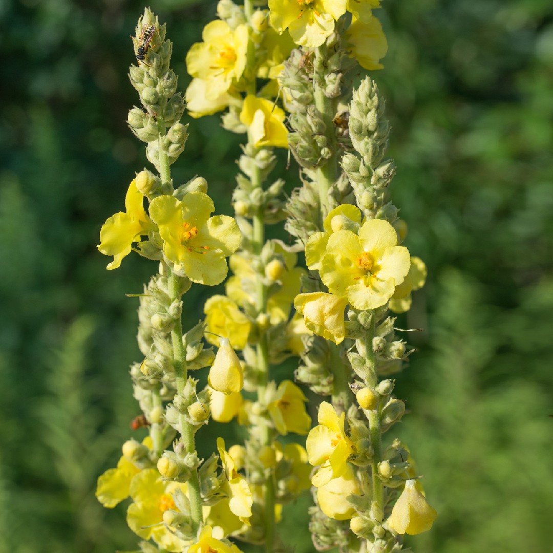 White mullein (Verbascum lychnitis) Flower, Leaf, Care, Uses - PictureThis