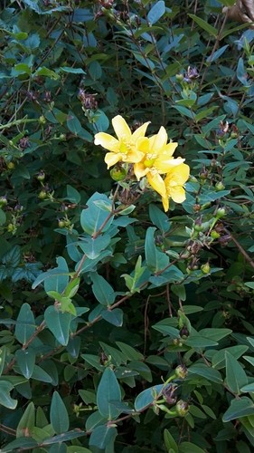 Hypericum henryi - PictureThis