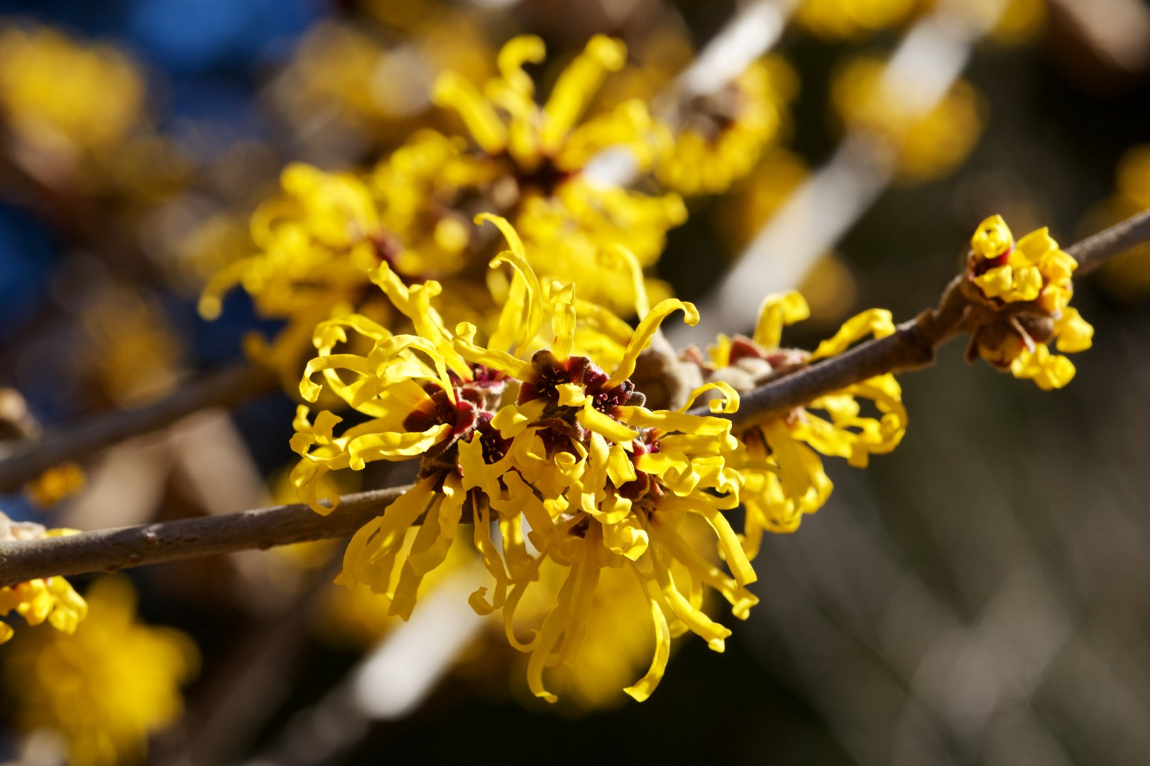 Hamamelis (Hamamelis) - PictureThis