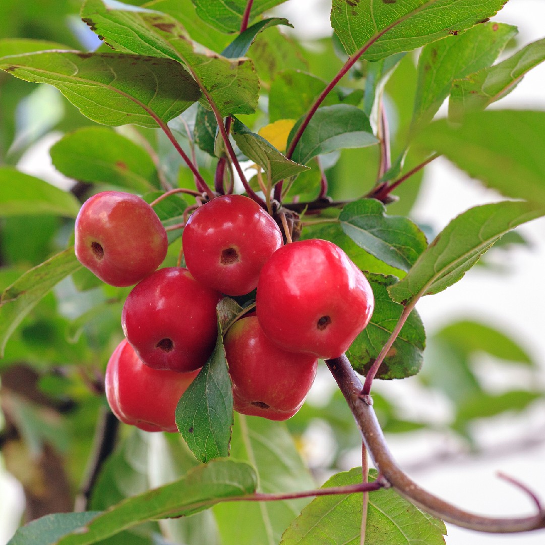 벚잎꽃사과나무 (Malus prunifolia) - PictureThis