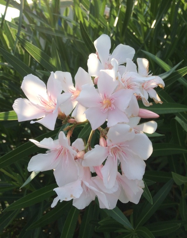 Nerium oleander 'Alsace' - PictureThis
