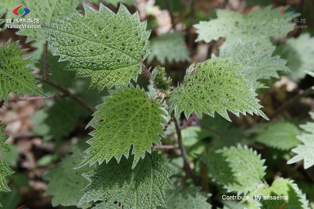 Nilghiri nettle (Girardinia diversifolia) Flower, Leaf, Uses - PictureThis