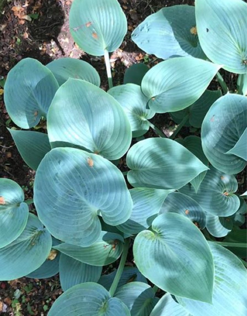Hosta 'Prairie Sky' (Hosta 'Prairie Sky') - PictureThis