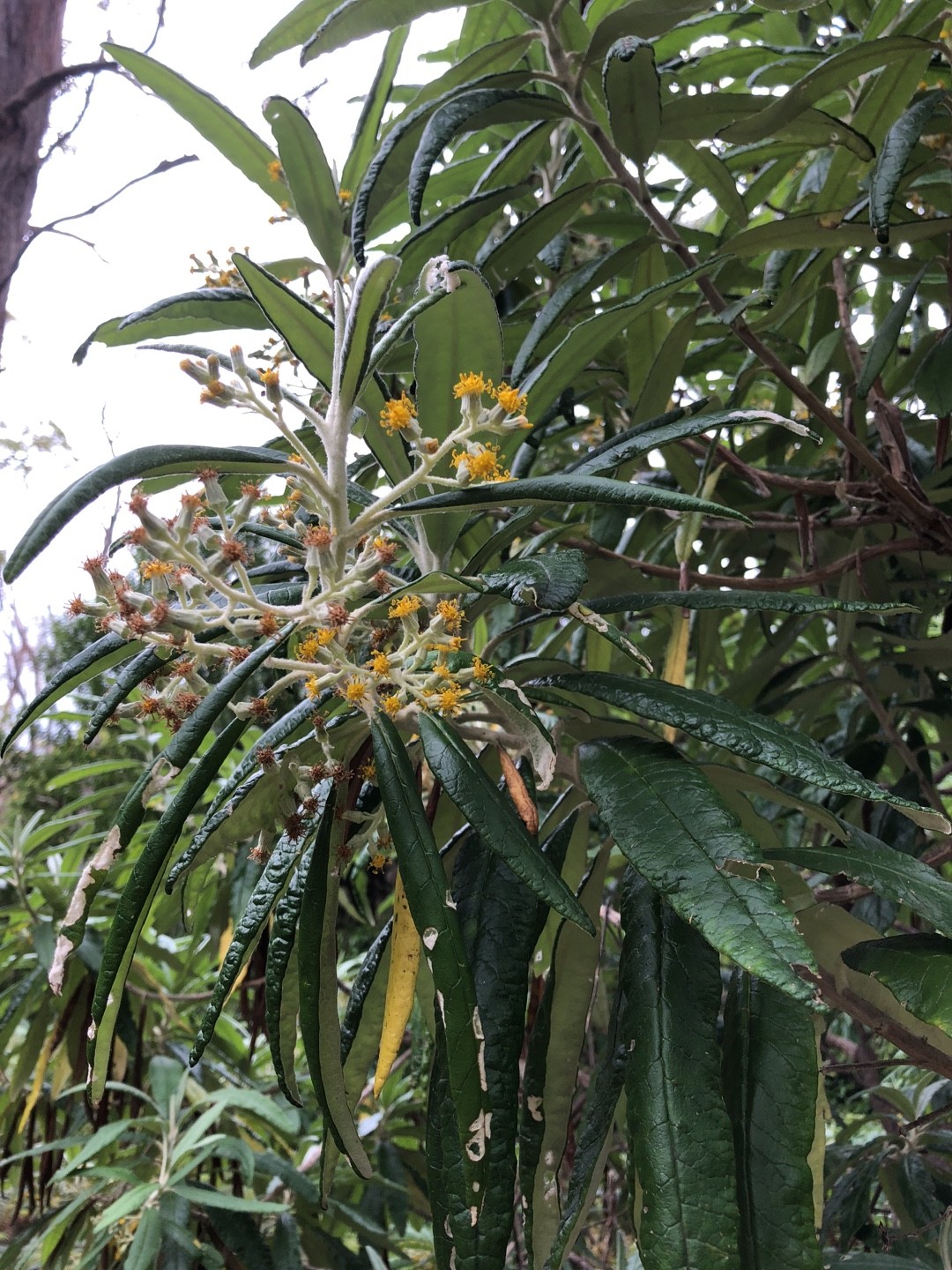 Duhaldea cappa Flower, Leaf, Uses - PictureThis