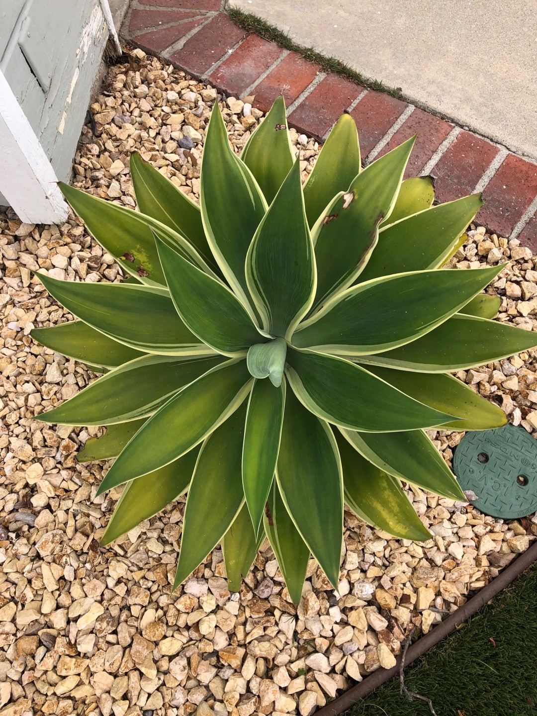 Agave attenuata 'Ray of Light' - PictureThis