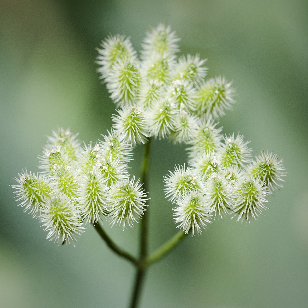 Torilis - PictureThis